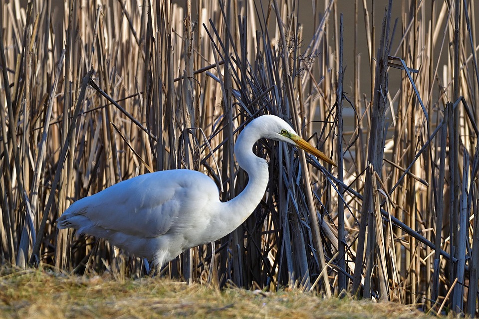 Great Egret Wildlife Park - Free photo on Pixabay