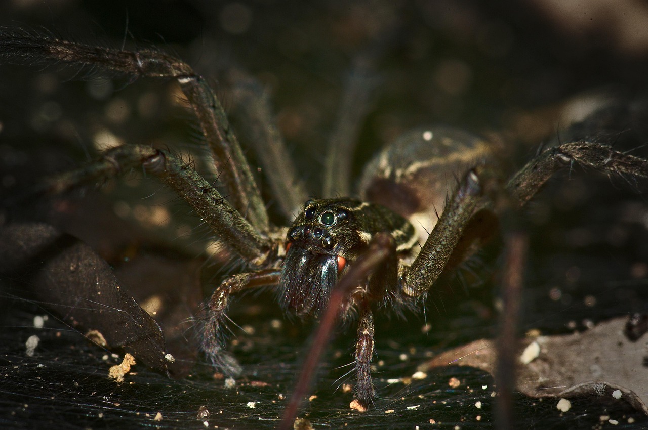 Spider Animal Insect - Free photo on Pixabay - Pixabay