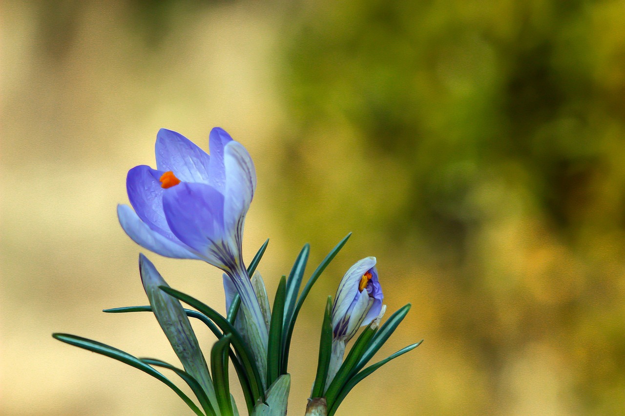 Crocus Fleur Plantes - Photo gratuite sur Pixabay - Pixabay