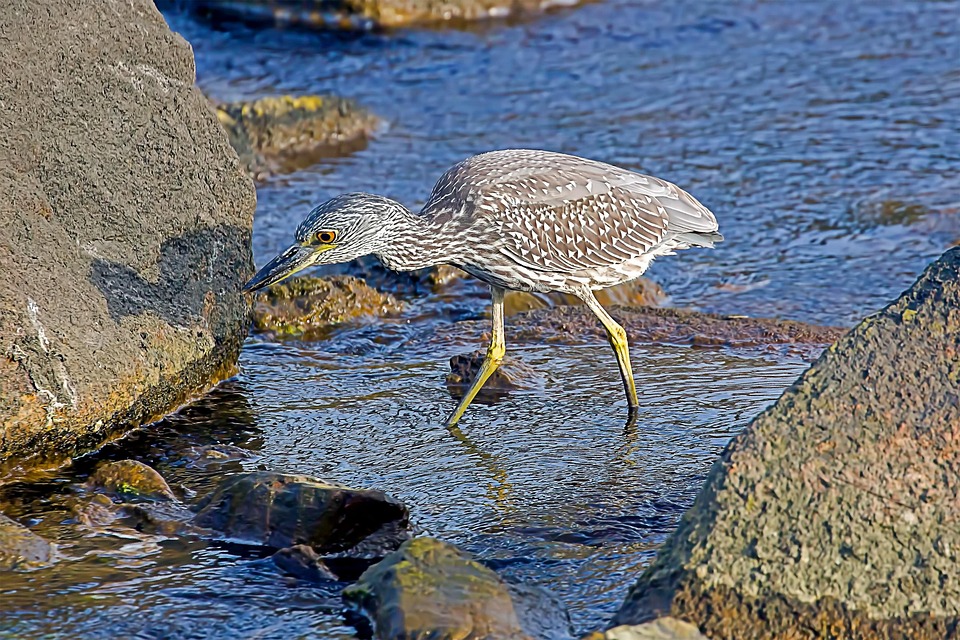 Yellow-Crowned Night Heron Bird - Free photo on Pixabay