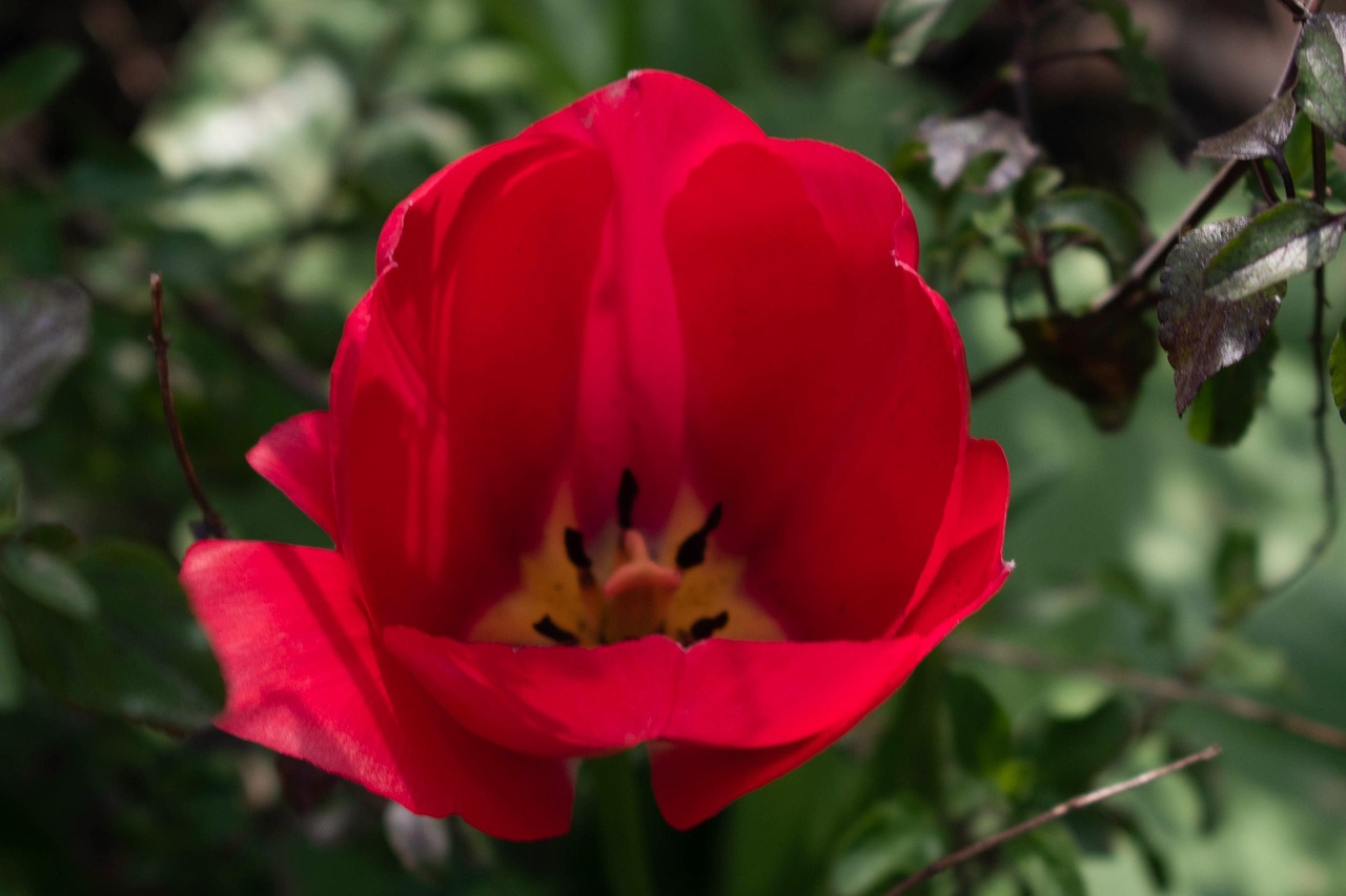 Fleur Coquelicot Botanique - Photo gratuite sur Pixabay - Pixabay