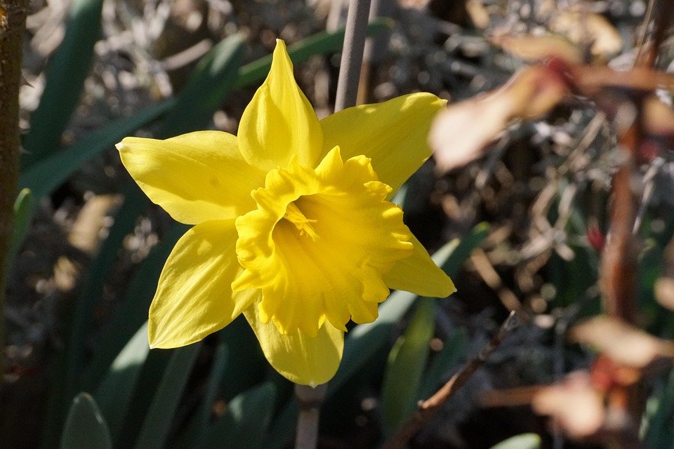 Daffodil Kuning Bakung Bunga - Foto gratis di Pixabay - Pixabay