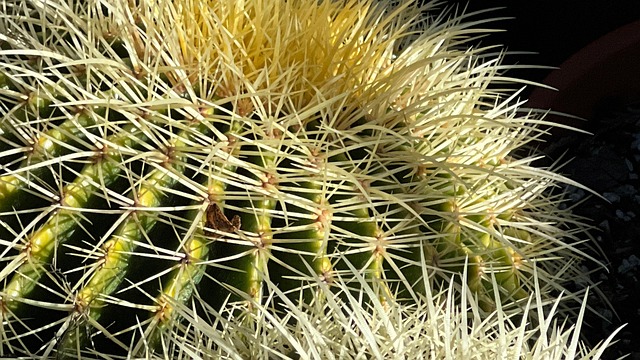 Cactus Succulent Nature - Free photo on Pixabay - Pixabay