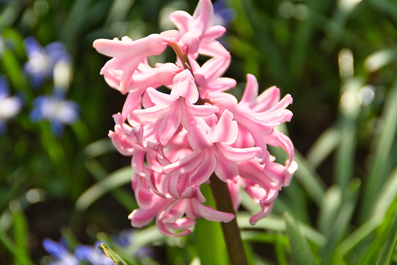 Hyazinthe Pinke Blumen Garten - Kostenloses Foto auf Pixabay