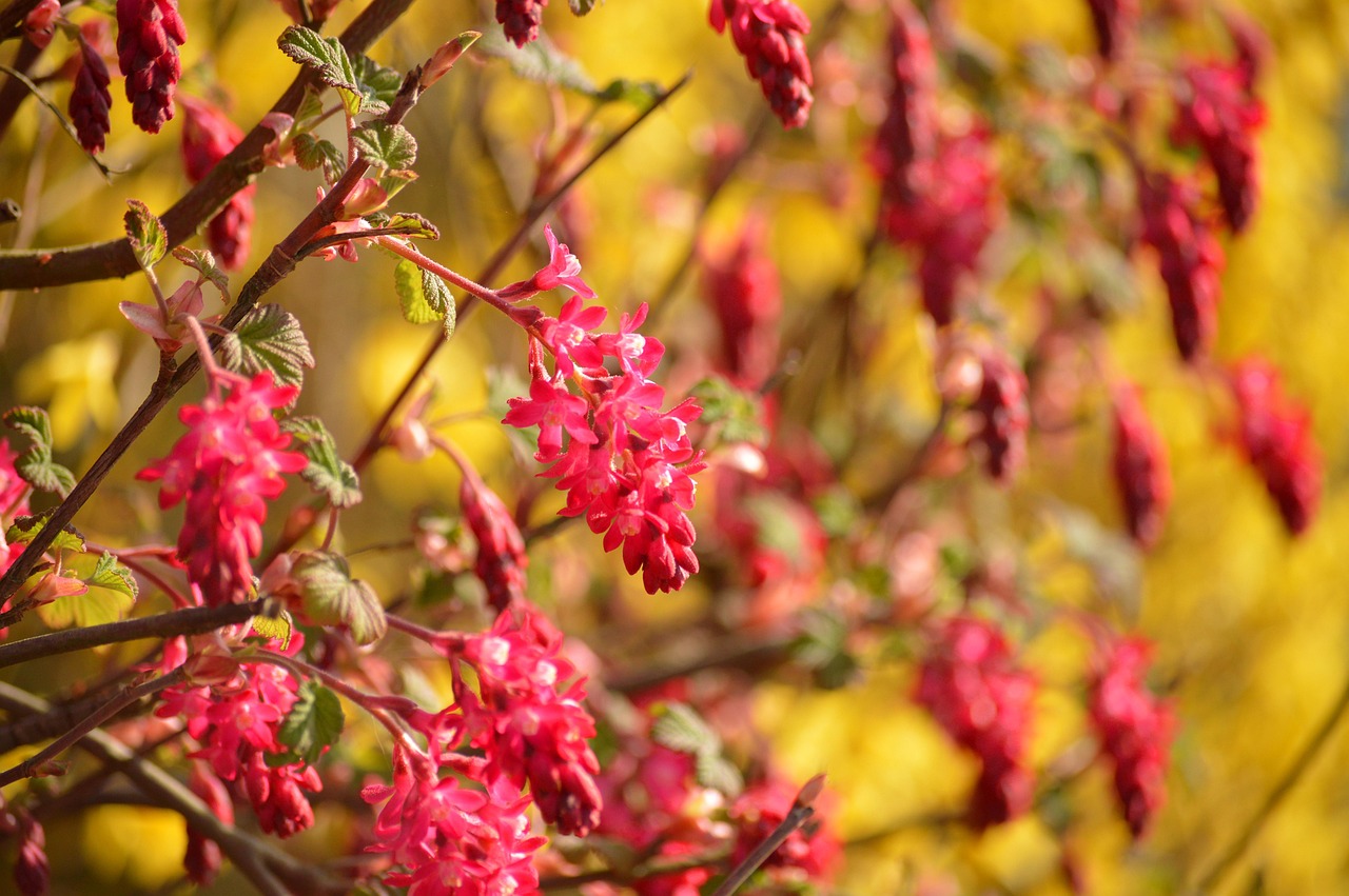 Strauch Busch Blüte - Kostenloses Foto auf Pixabay - Pixabay