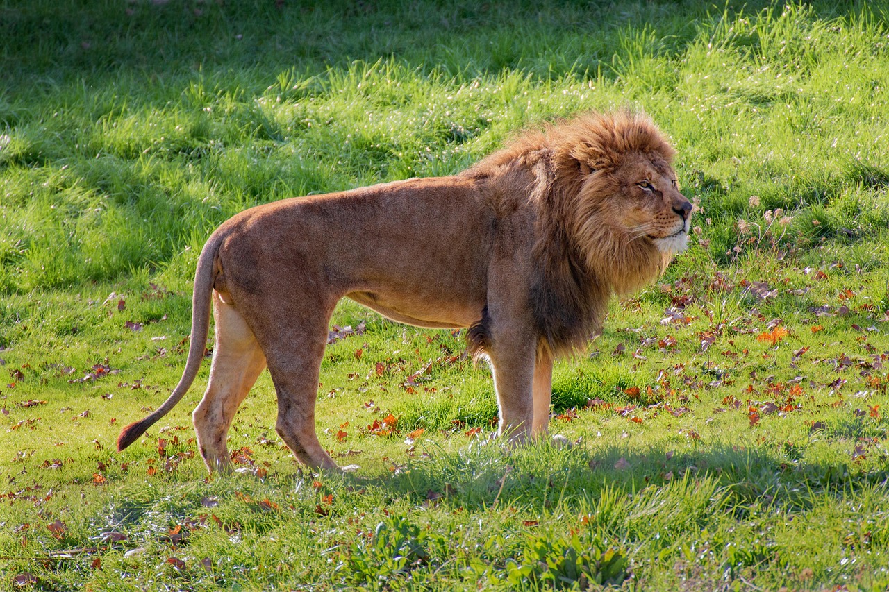 Animal Leão Mamífero - Foto gratuita no Pixabay - Pixabay