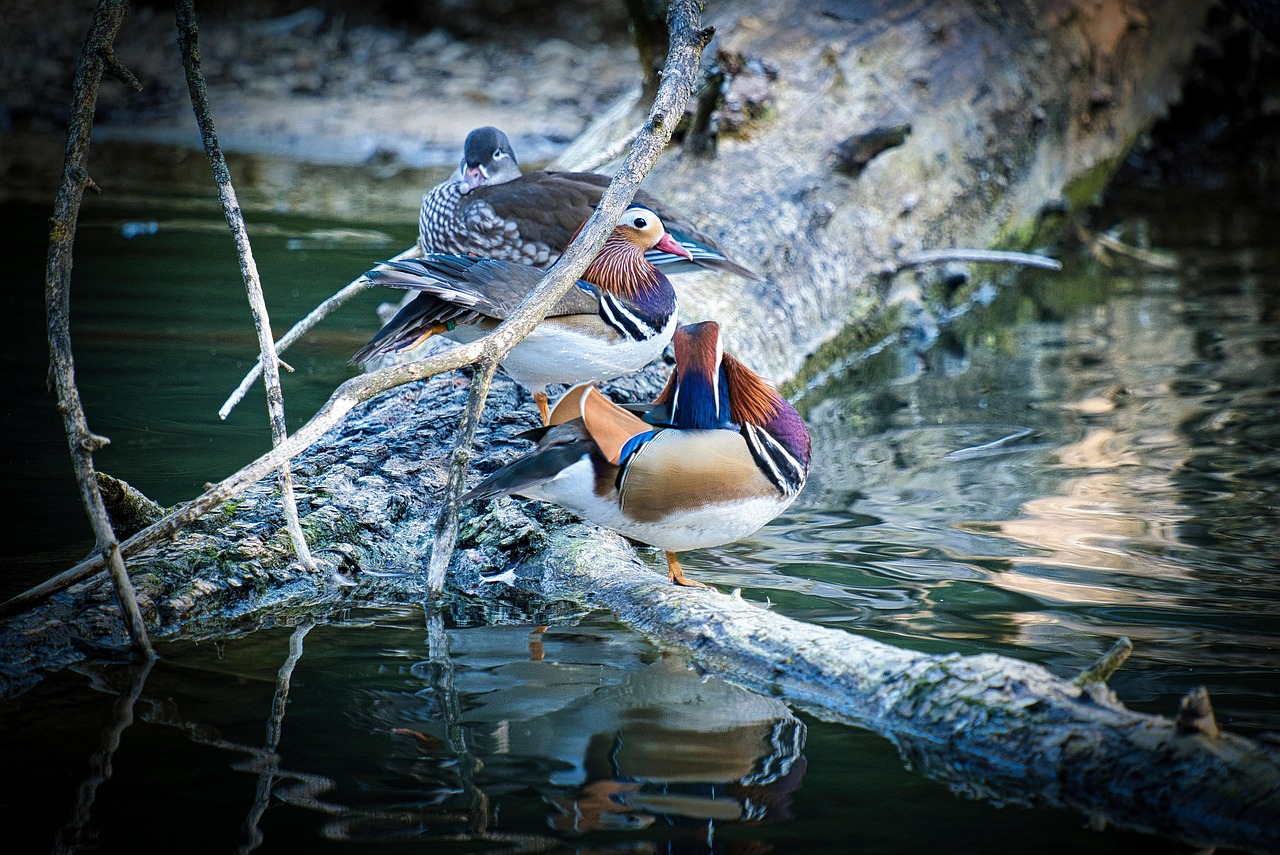 Des Oiseaux Canards - Photo gratuite sur Pixabay - Pixabay