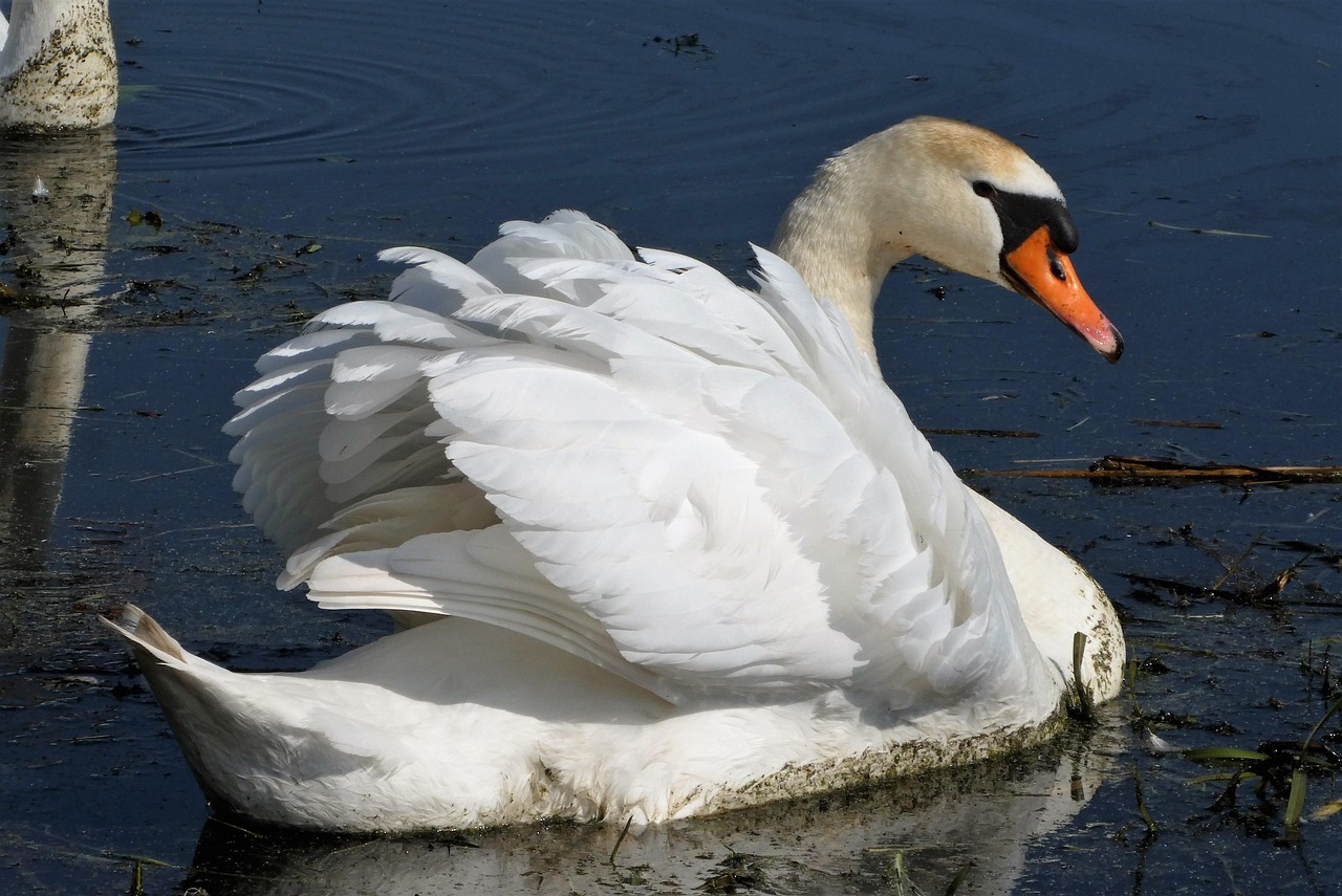 Swan Bird Lake - Free photo on Pixabay - Pixabay