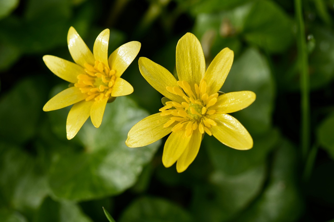 Lesser Celandine Flowers Plant - Free photo on Pixabay