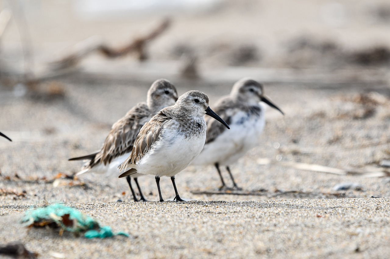 300+ Free Sandpiper & Nature Images - Pixabay