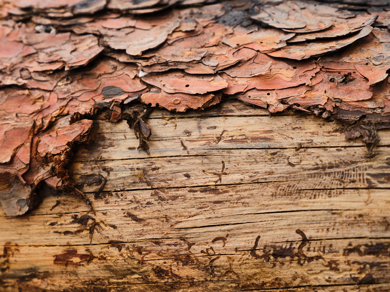 Wooden Timber Tree - Free photo on Pixabay - Pixabay