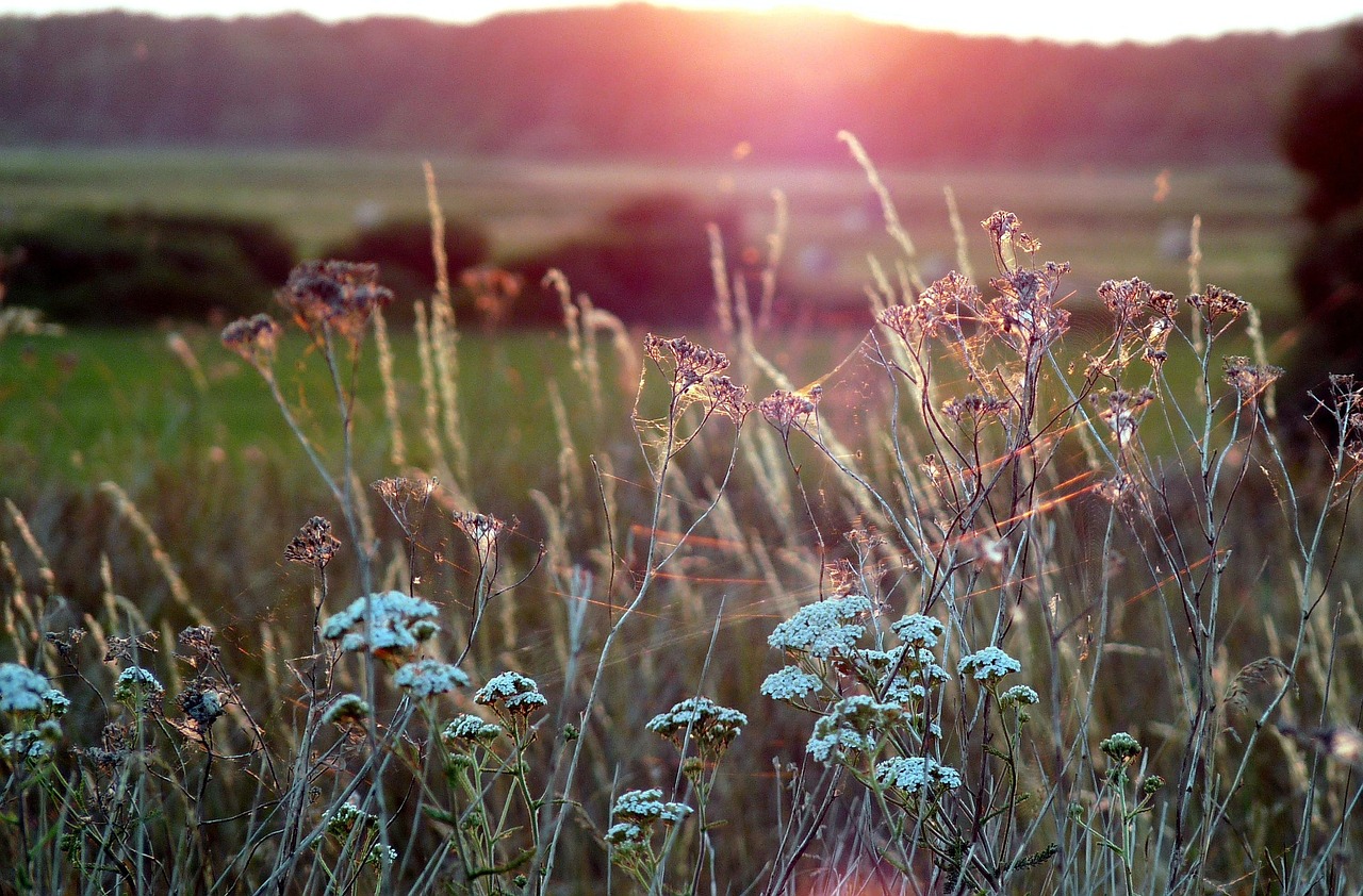Gras Wiese Wildblumen - Kostenloses Foto auf Pixabay - Pixabay