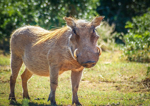Animal Warthog Species - Free photo on Pixabay