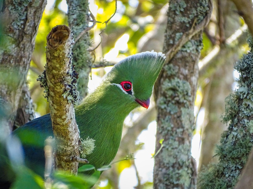 Knysna Lourie Bird Nature - Free photo on Pixabay