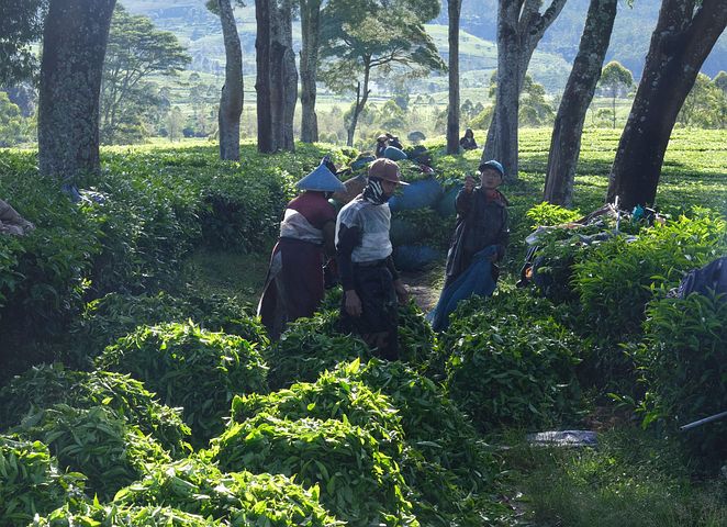 6+ Free Pick Tea-Leaves & Nuwara Eliya Images - Pixabay