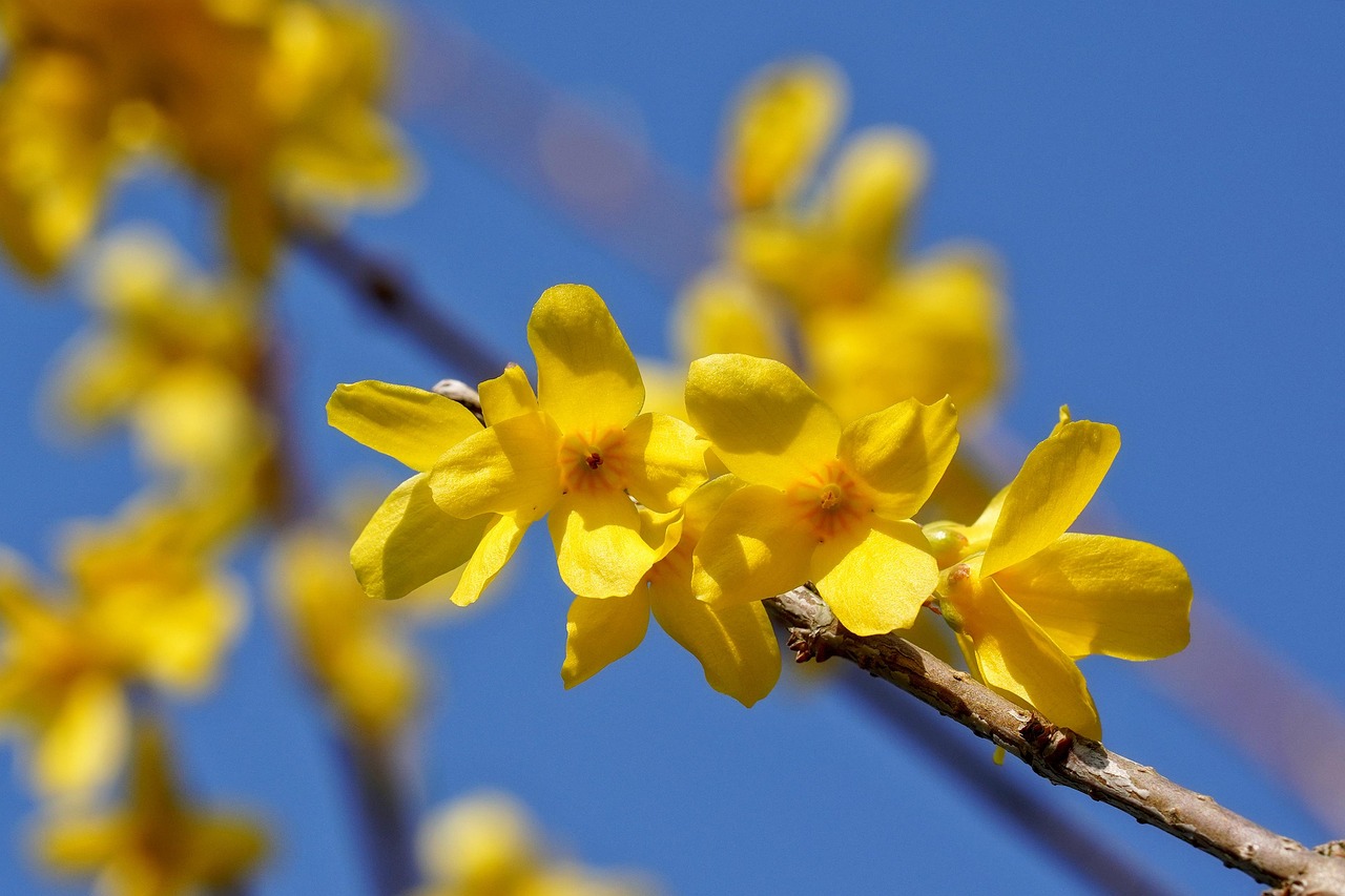 Forsythia Flowers Branch Yellow - Free photo on Pixabay