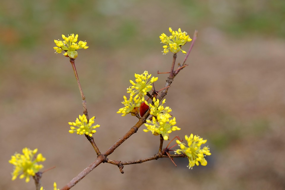 Cornelian Cherry Flowers Branch - Free photo on Pixabay