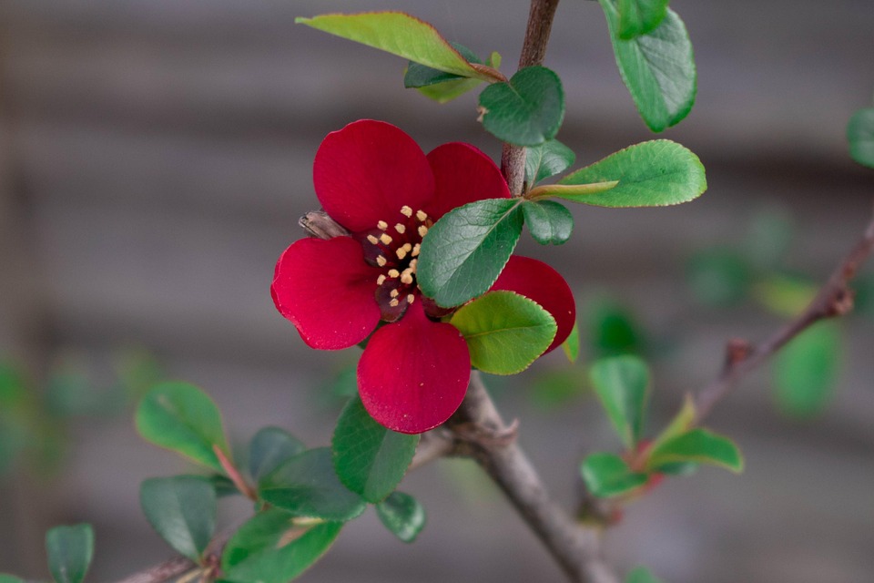 Membrillo Chino Flor - Foto gratis en Pixabay