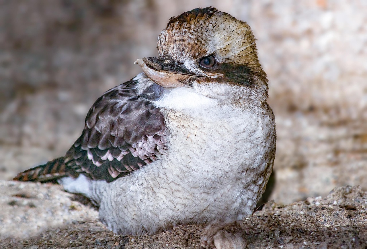 Bird Laughing Kookaburra - Free photo on Pixabay - Pixabay