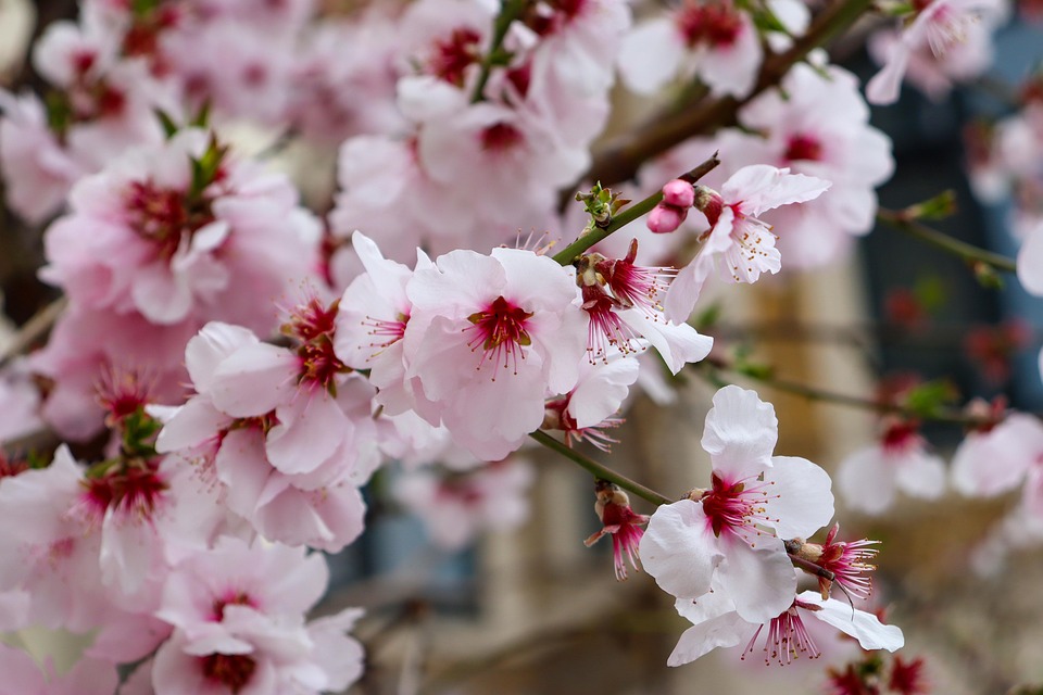 Flowers Bloom Botany - Free photo on Pixabay