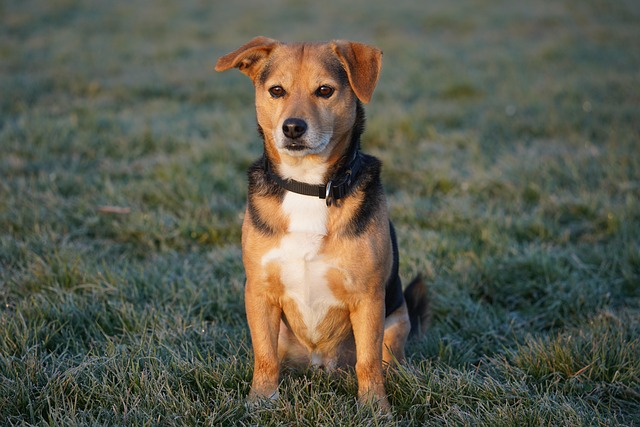 Hund Gras Draußen - Kostenloses Foto auf Pixabay - Pixabay