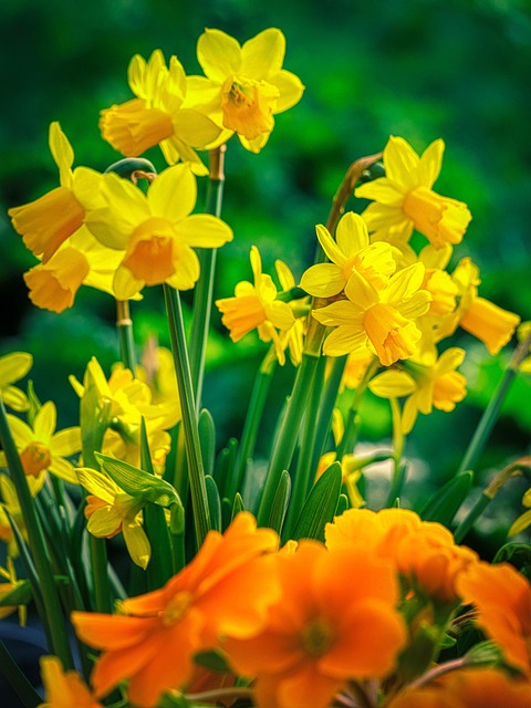 Fleurs Jonquille Le Printemps - Photo gratuite sur Pixabay - Pixabay