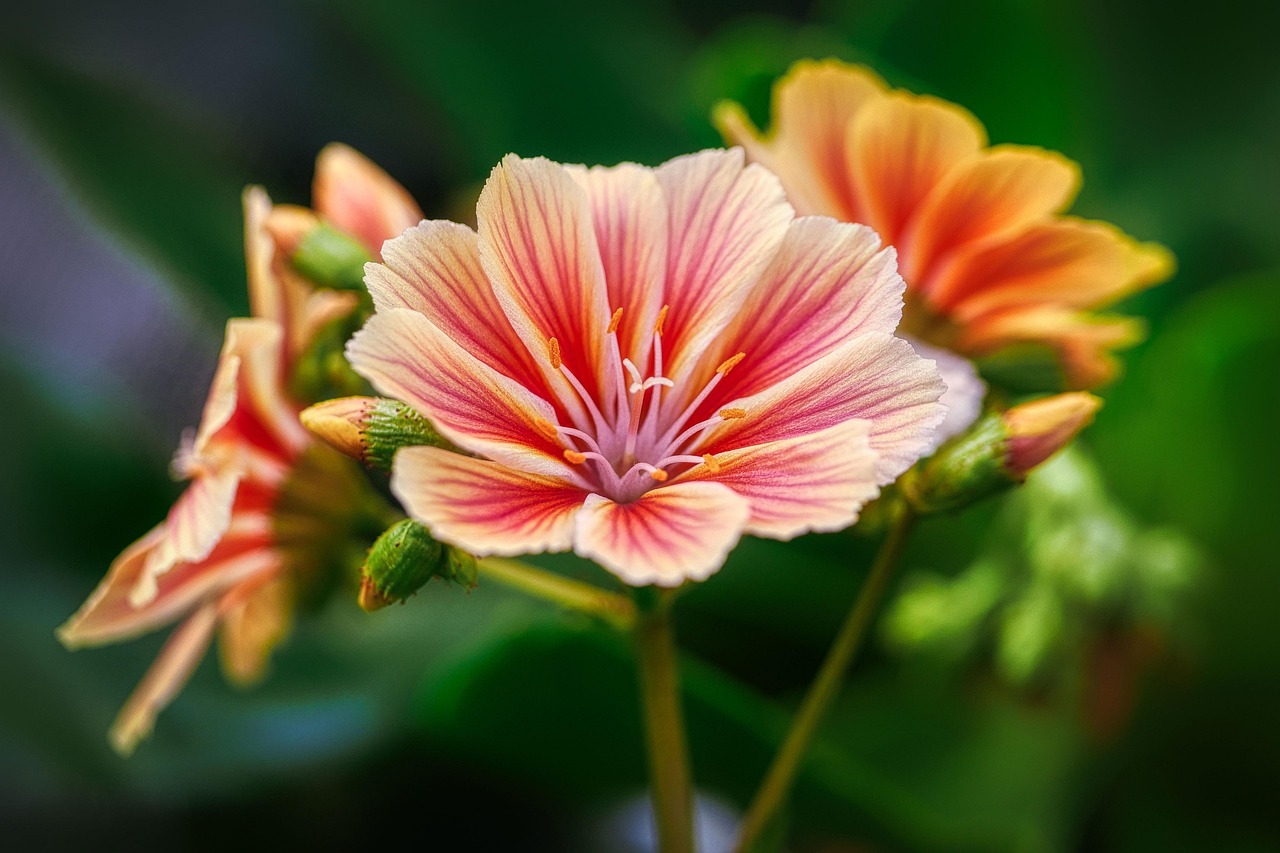 Lewisia Cotyledon Flower Plant - Free photo on Pixabay