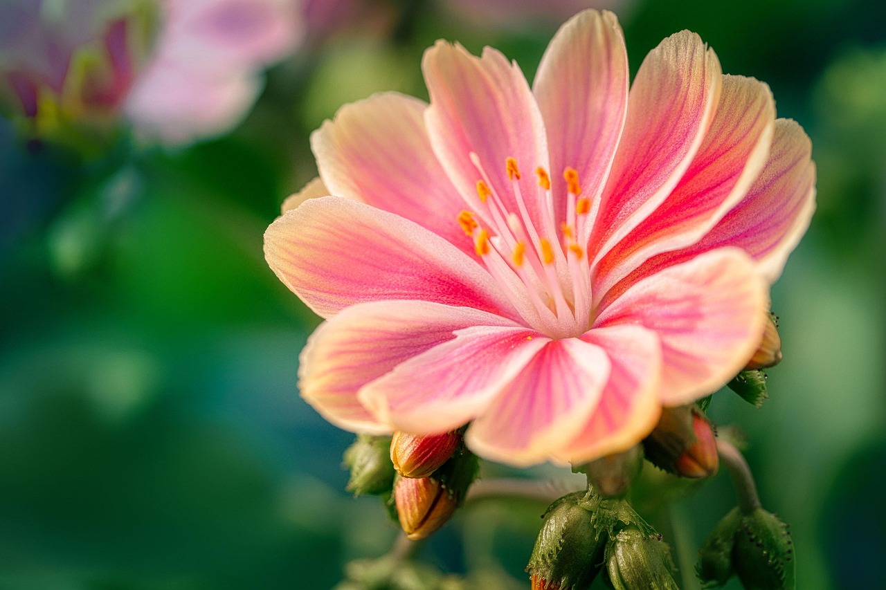 Lewisia Cotyledon Flower Plant - Free photo on Pixabay - Pixabay