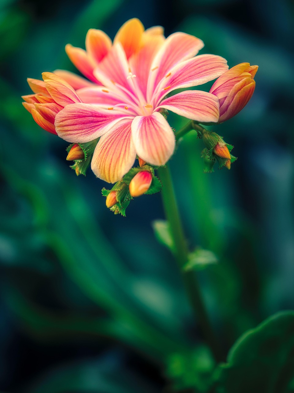 Lewisia Cotyledon Flower Plant - Free photo on Pixabay - Pixabay