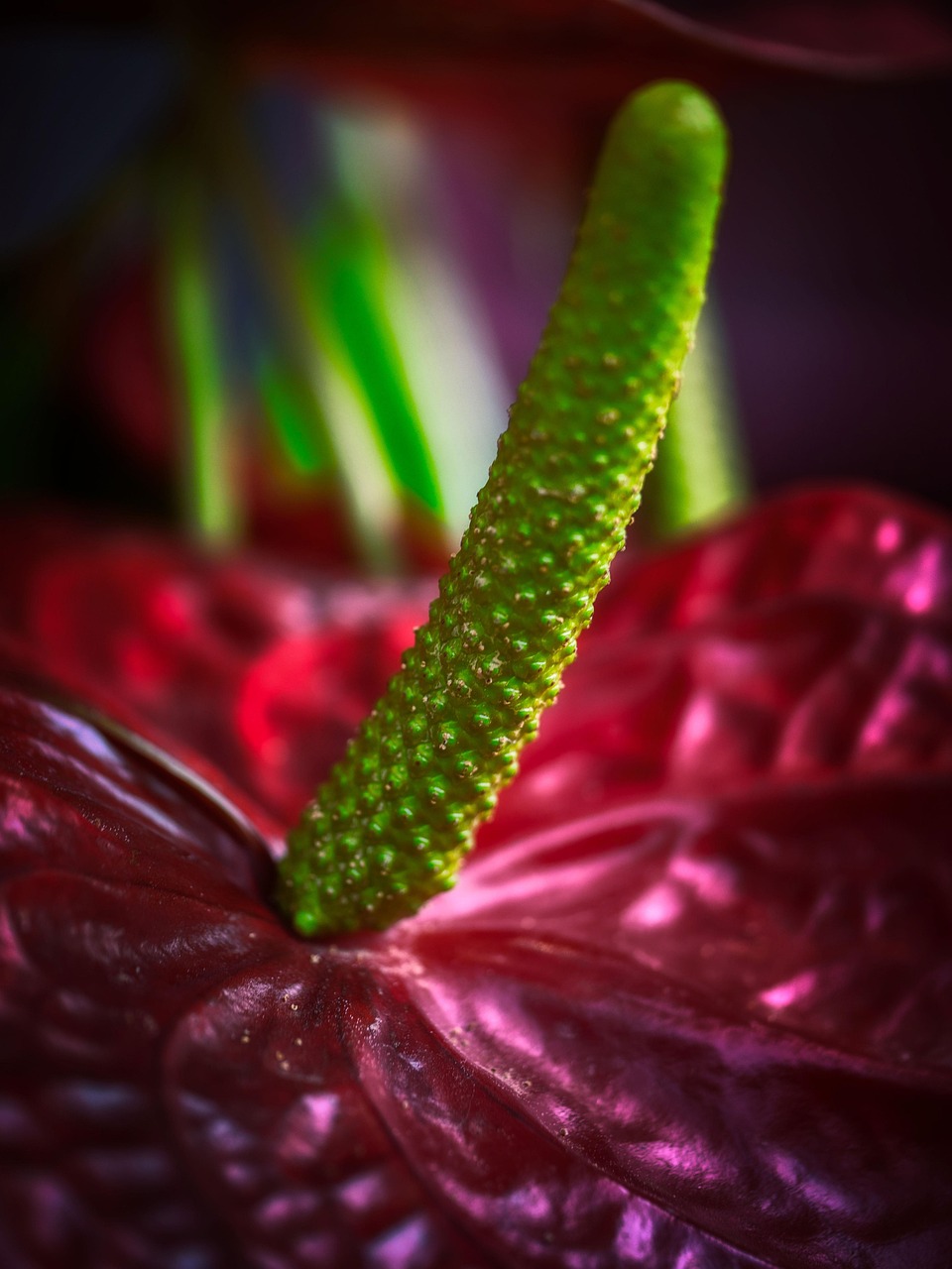 Flor Flamingo Planta De Casa - Foto gratuita no Pixabay - Pixabay