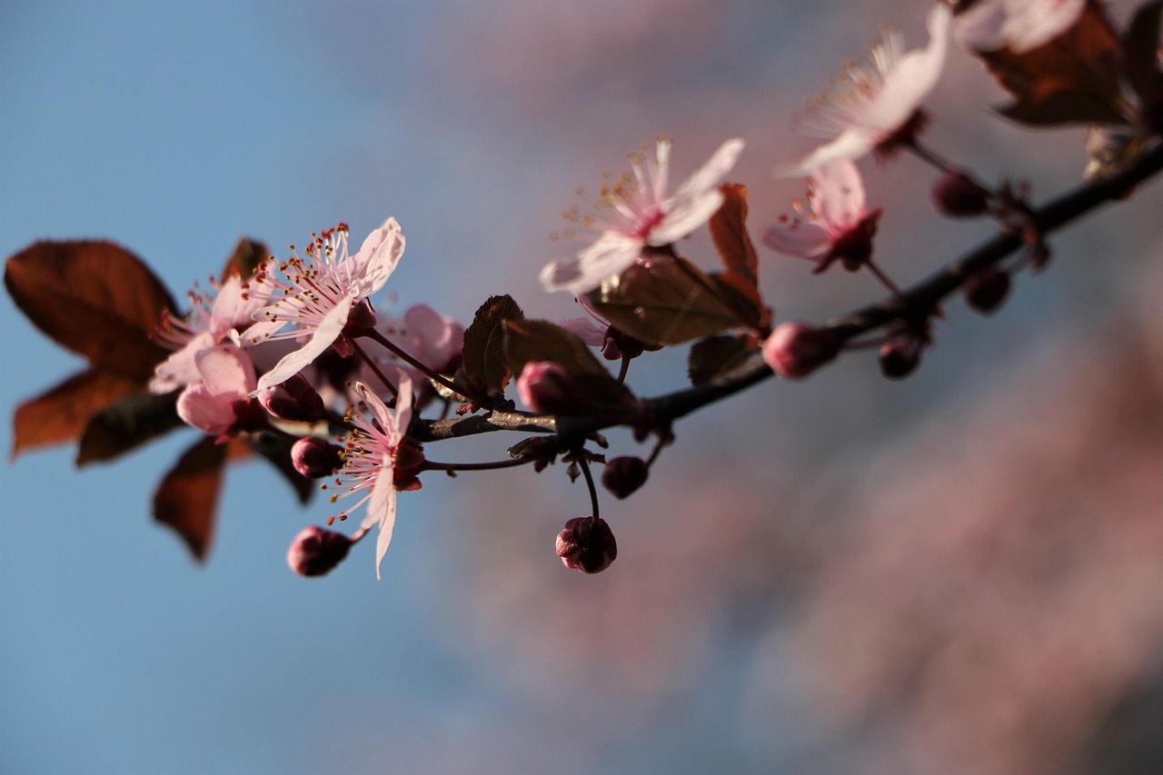 Pink Flowers Cherry Blossom Sakura - Free photo on Pixabay