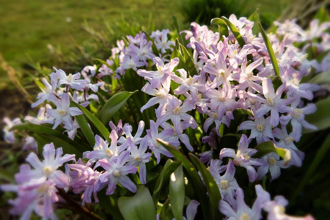 Glory Of The Snow Flowers Plants - Free photo on Pixabay - Pixabay