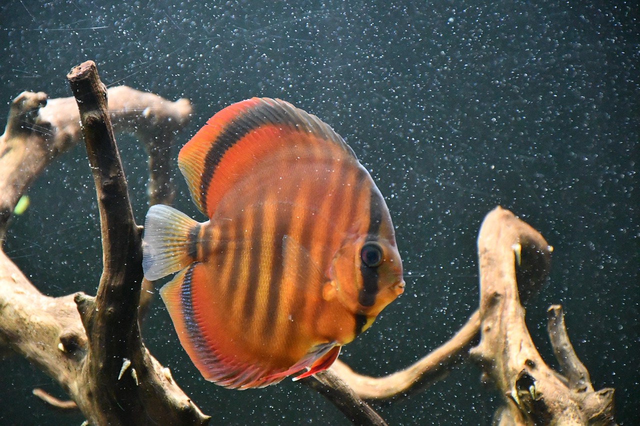Animals Fish Aquarium - Free photo on Pixabay - Pixabay