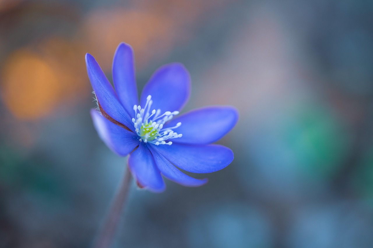 Liverflower Liverworts Flower - Free photo on Pixabay
