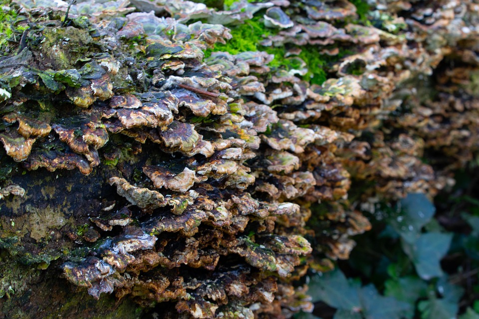 Mushroom Mycology Fungus - Free photo on Pixabay - Pixabay