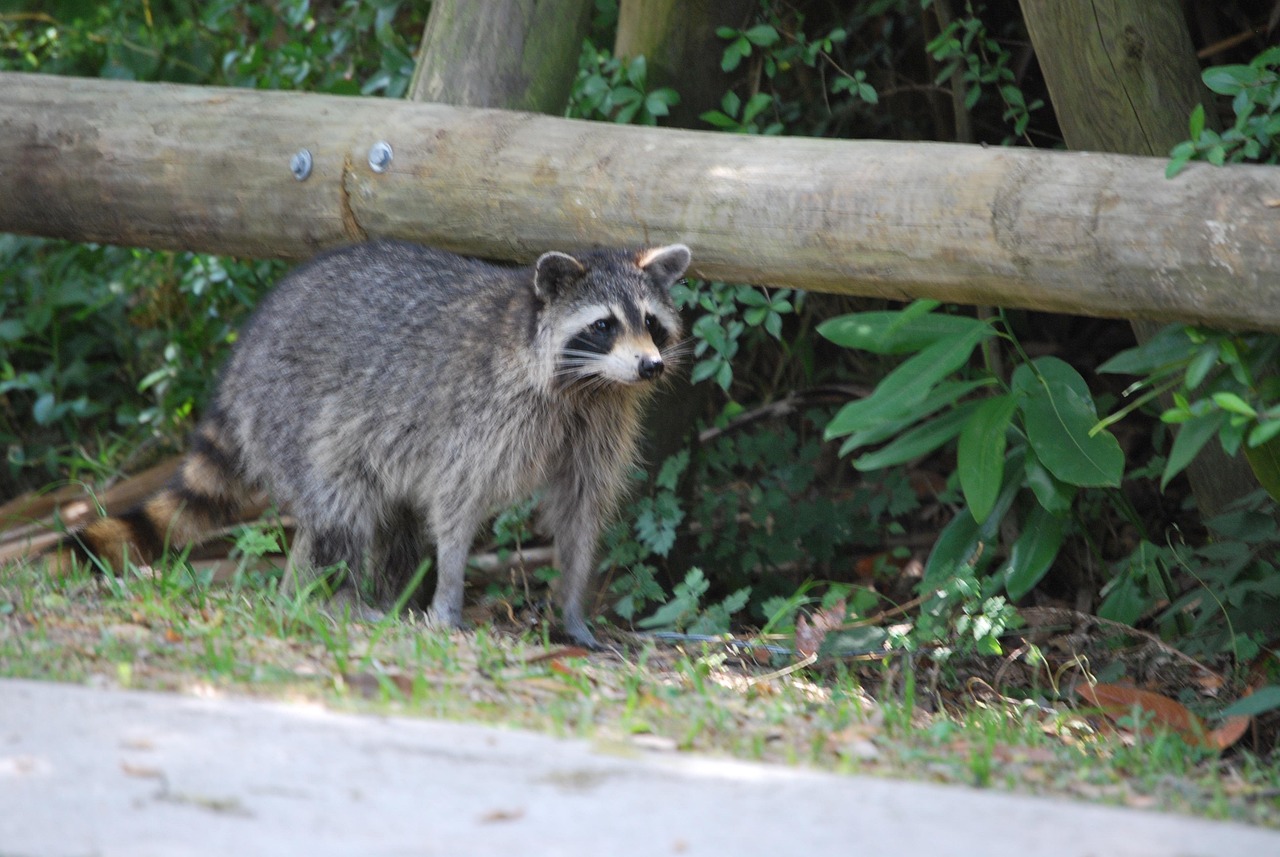 Raccoon Nature Forest - Free photo on Pixabay - Pixabay