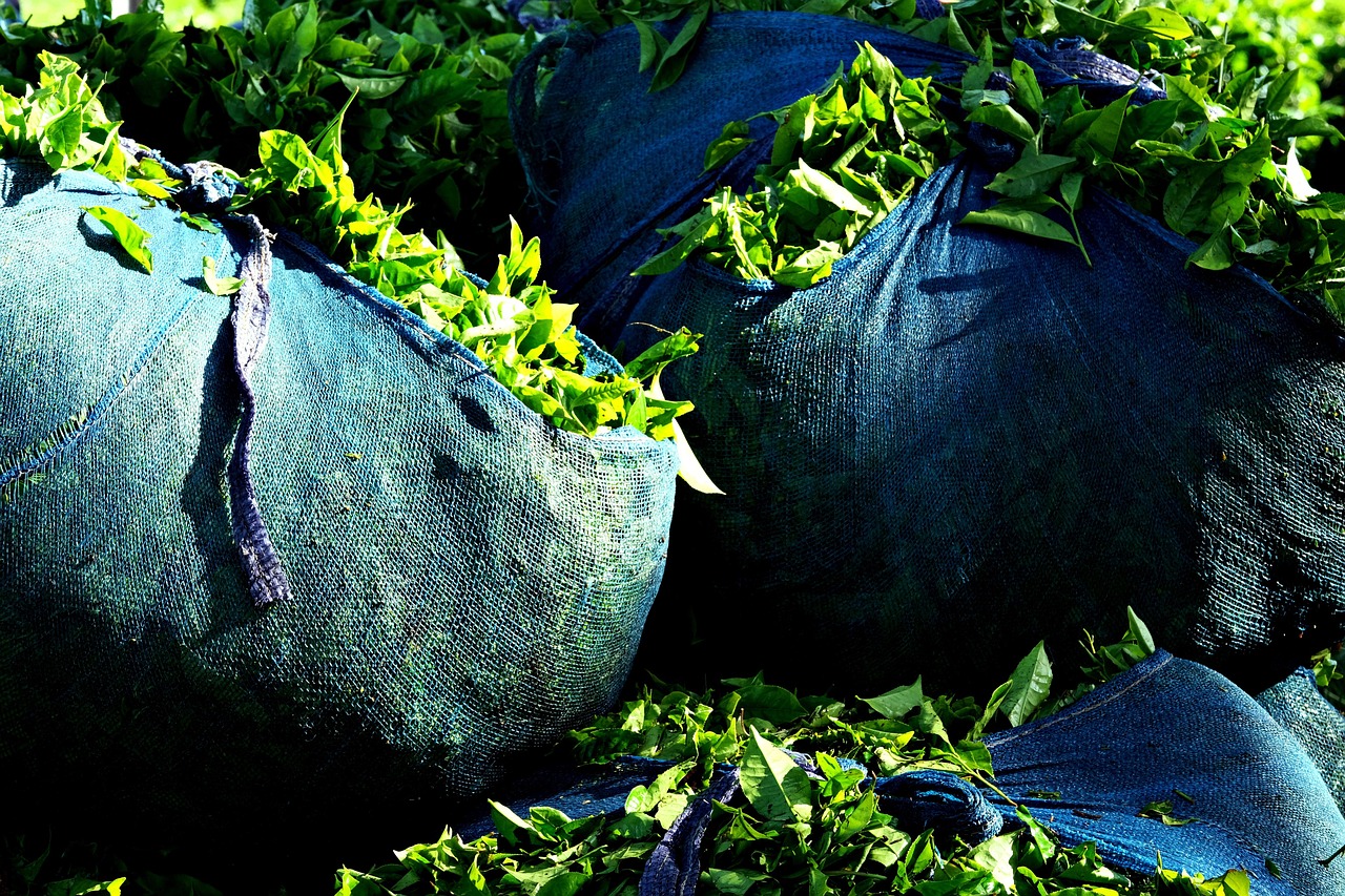 Tea Leaves Collection Bundle - Free photo on Pixabay - Pixabay