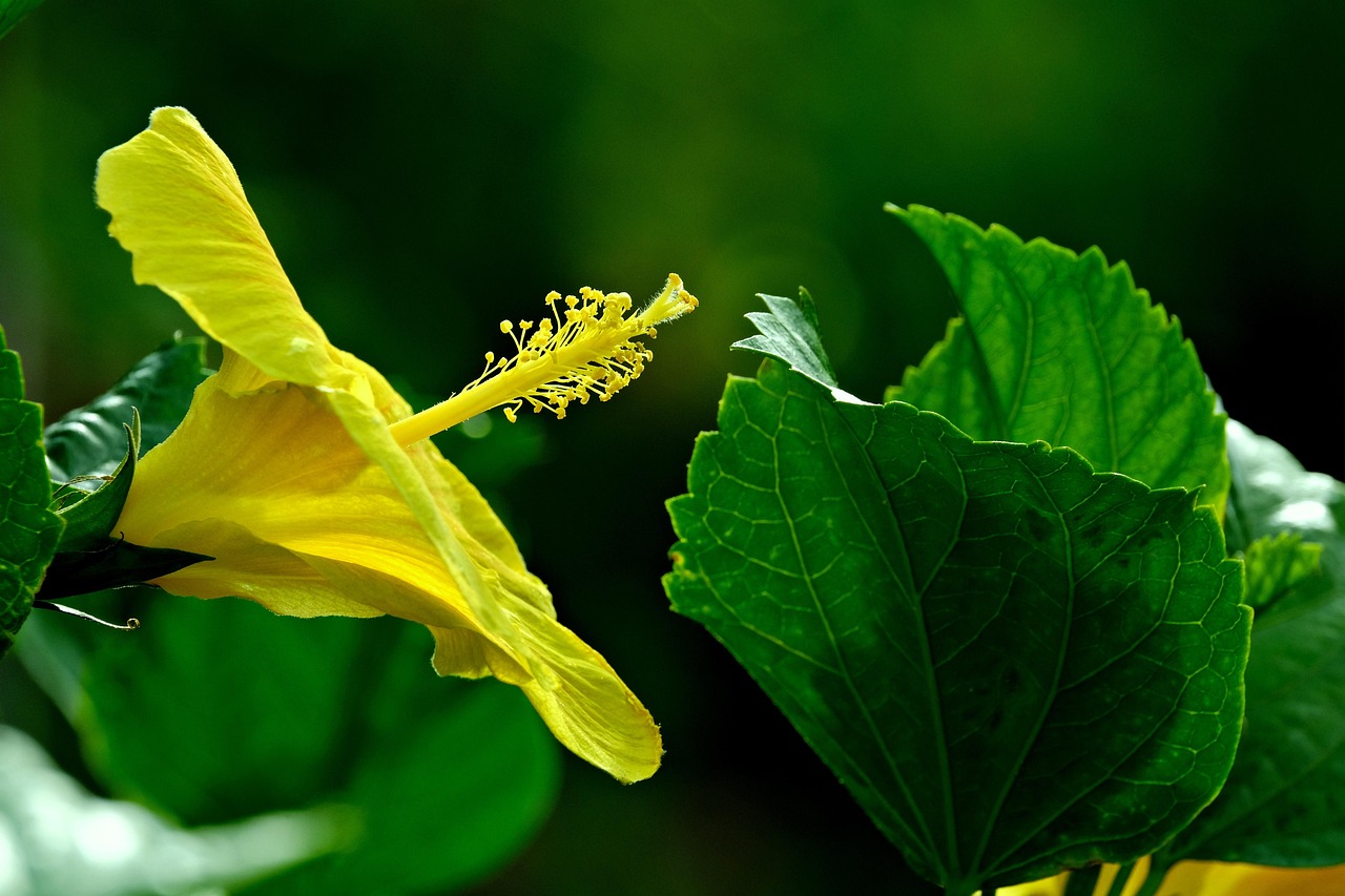Flor Hibisco Flora - Foto gratuita no Pixabay