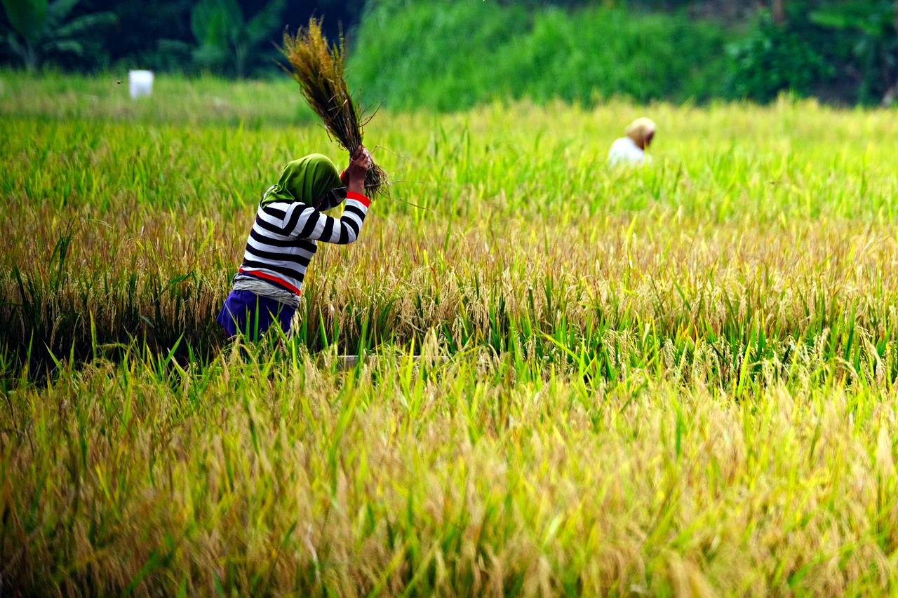 Harvest Field Workers