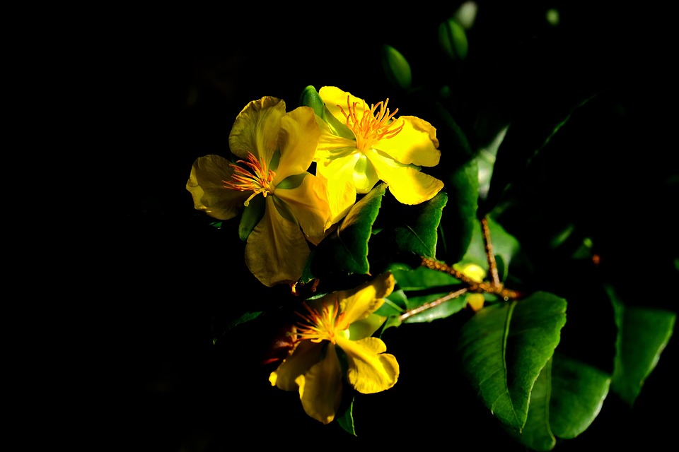 Yellow Mai Flower Flowers Plant - Free photo on Pixabay