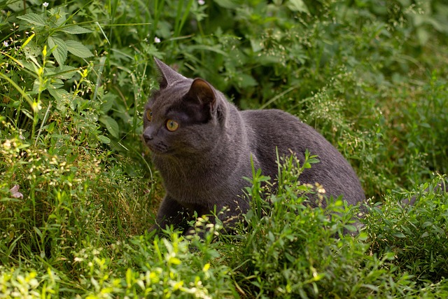 Chat Herbe - Photo gratuite sur Pixabay - Pixabay