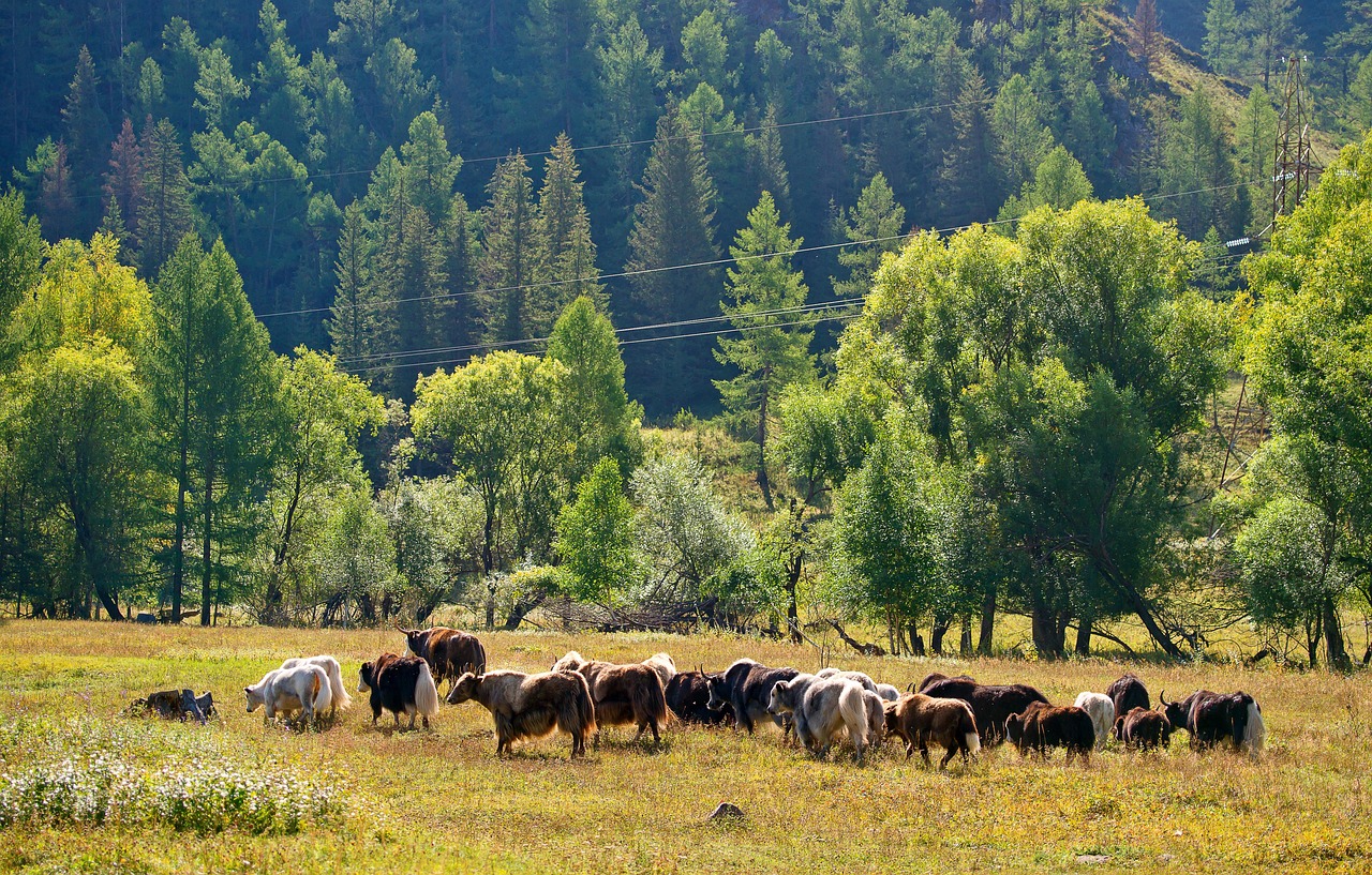 Más de 1 imágenes gratis de Tartarian y Yak Doméstico - Pixabay