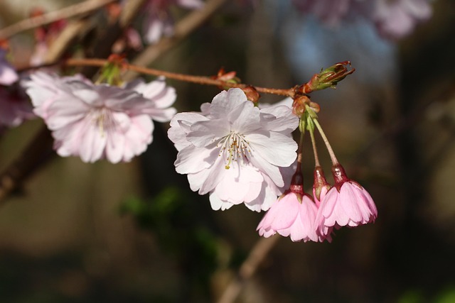 Pink Cherry Blossoms Flowers - Free photo on Pixabay