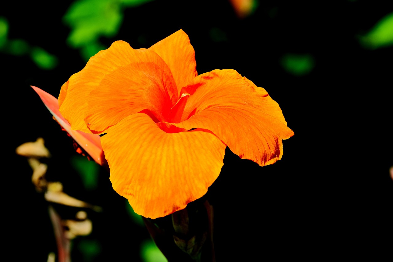 Flower Canna Flora - Free photo on Pixabay - Pixabay