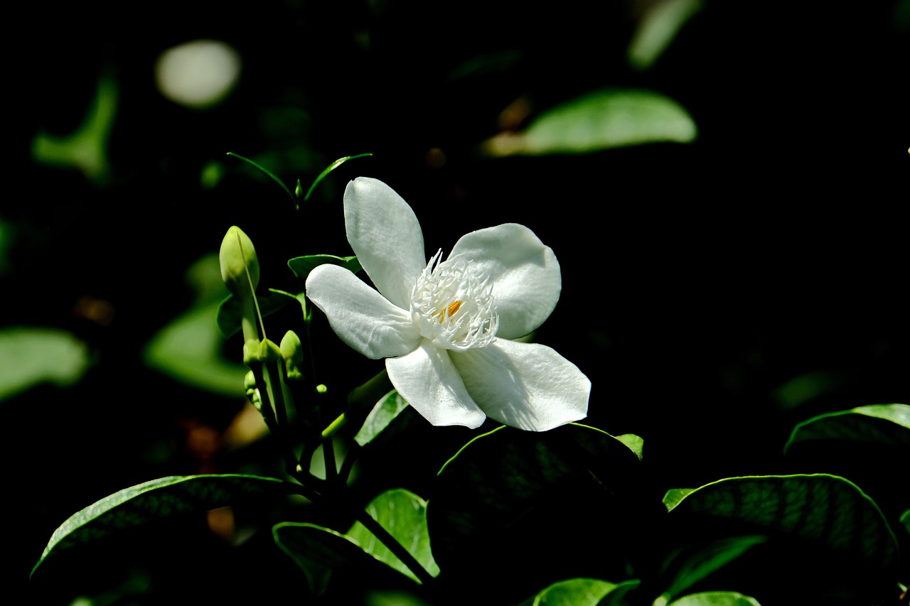 茉莉花 花 植物 - Pixabay上的免费照片