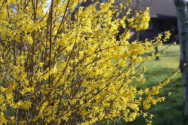 Forsythia Golden Lilac Gold Bells - Free photo on Pixabay