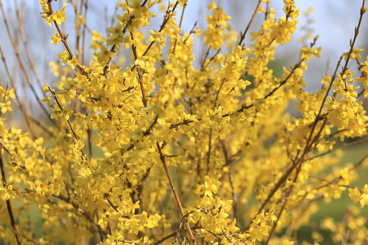 Forsythia Golden Lilac Gold Bells - Free photo on Pixabay - Pixabay