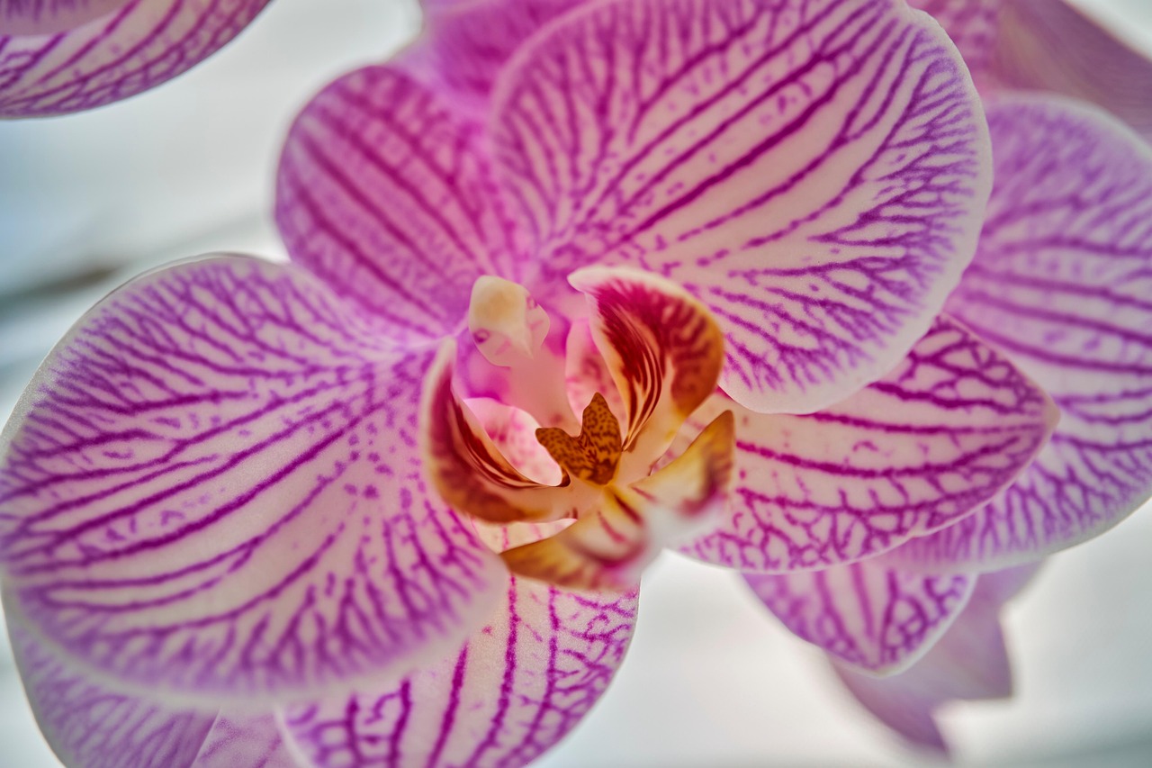 Fleur Orchidée Nature Le - Photo gratuite sur Pixabay - Pixabay