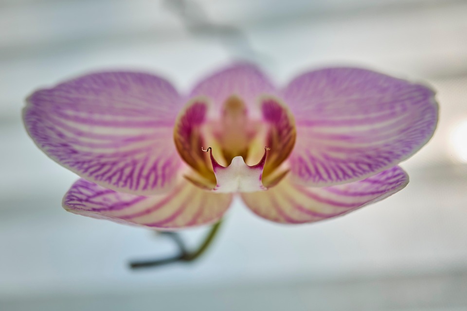 Orchid Flower Nature - Free photo on Pixabay
