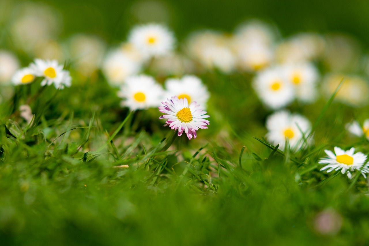 Daisies Lawn Flowers - Free photo on Pixabay